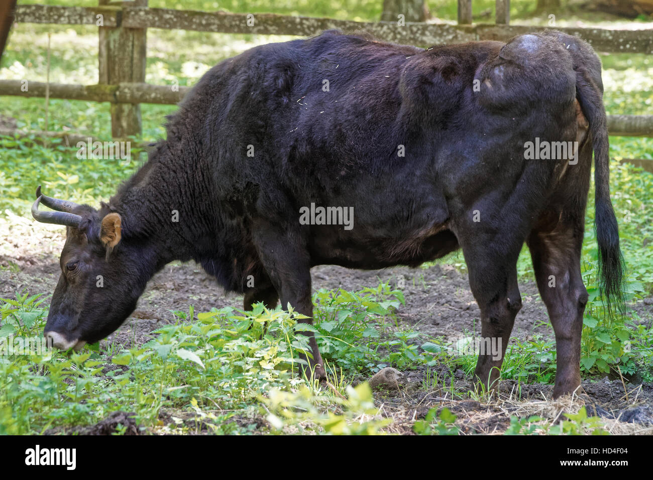 Hybrid of cow and bison in Bialowieza National Park as a part of ...