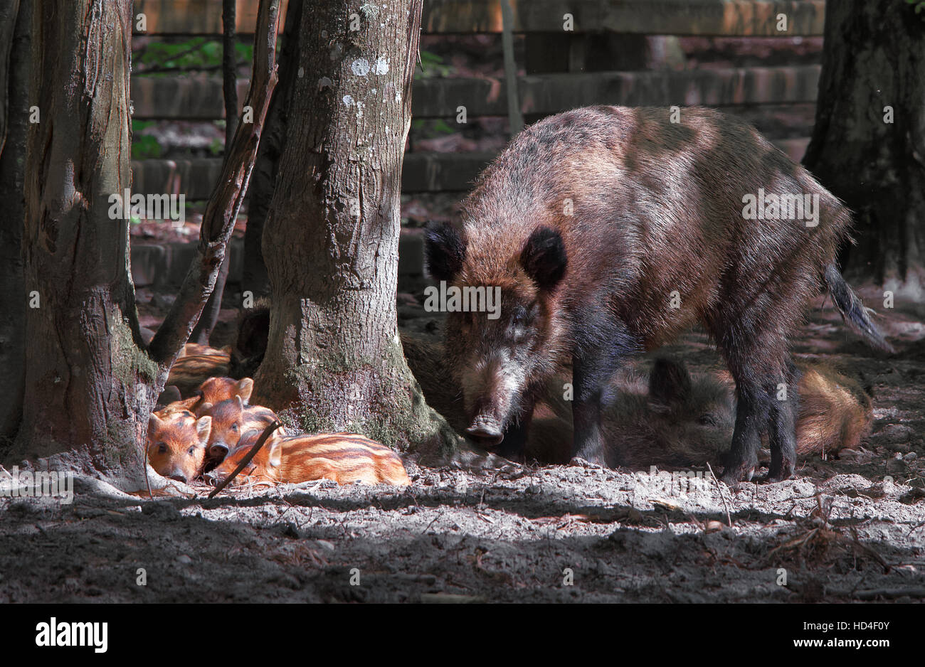 Family of Wild boars in Bialowieza National Park as a part of ...