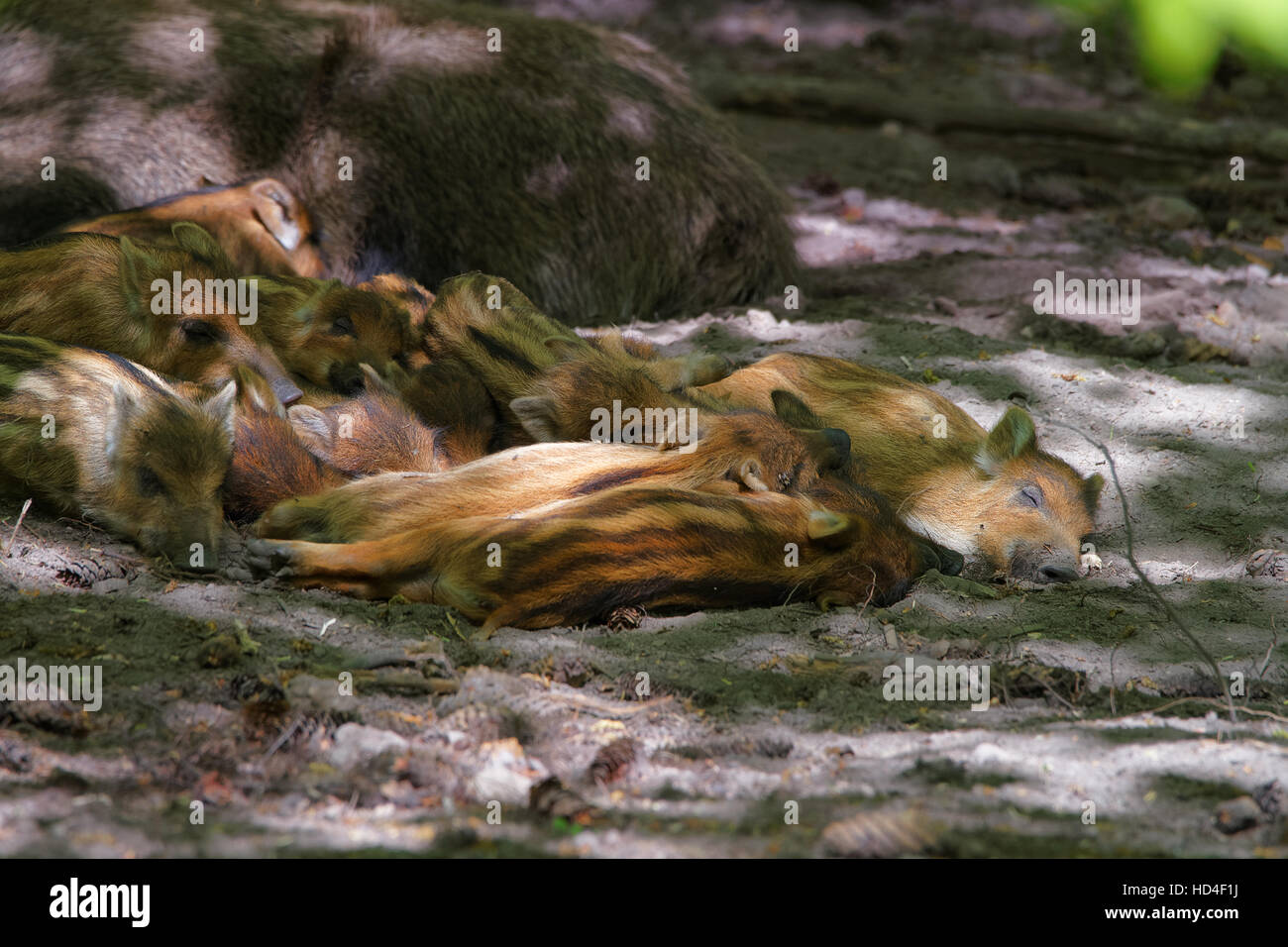 Family of Wild boars at Bialowieza National Park as a part of ...