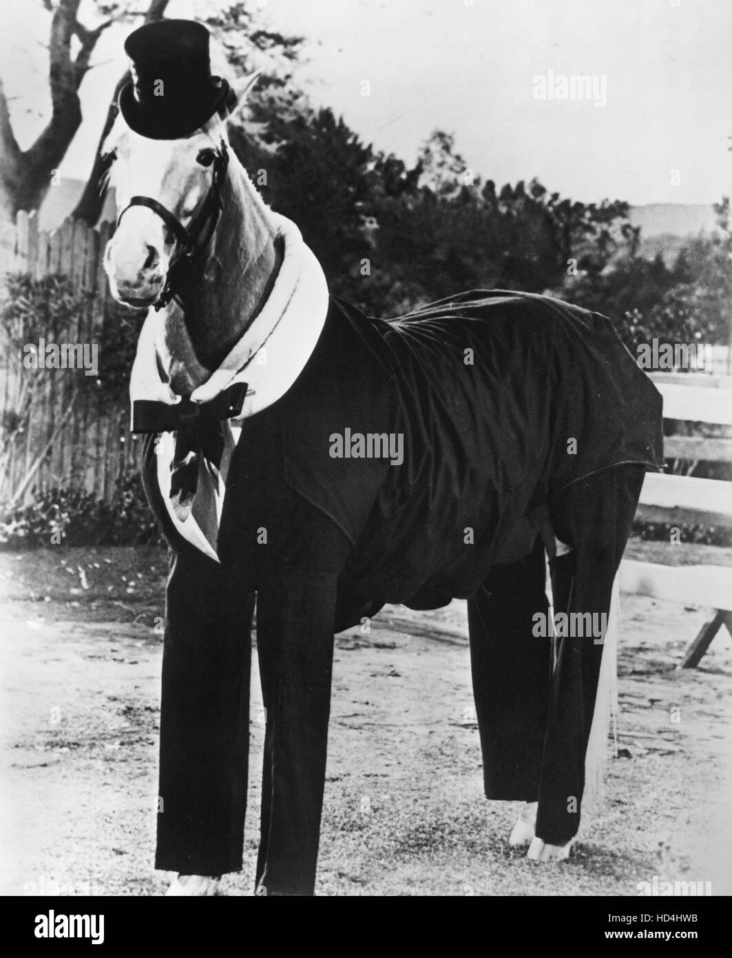 MISTER ED (aka MR. ED), (CBS, 1961 - 1966 Stock Photo - Alamy