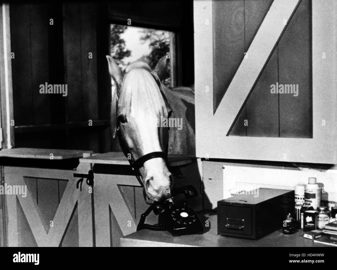 MISTER ED, Mister Ed, 1961-66 Stock Photo - Alamy