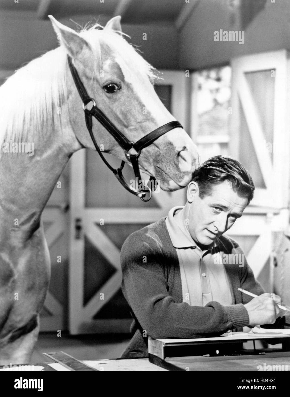 MISTER ED, (from left): Mister Ed, Alan Young, 1961-66 Stock Photo - Alamy