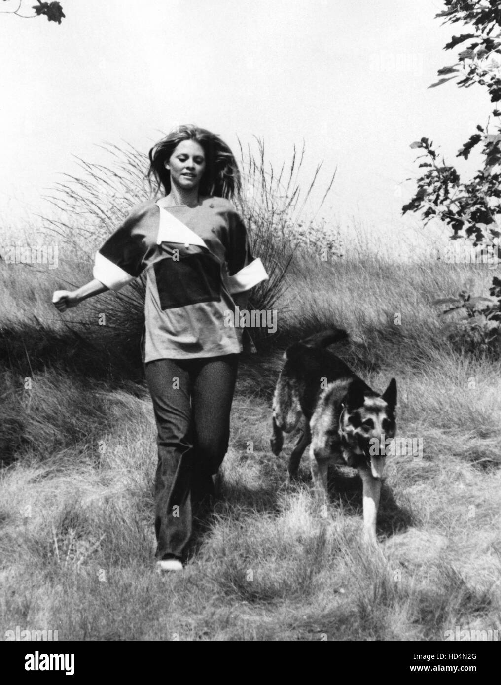 BIONIC WOMAN, Lindsay Wagner, Maximillian the bionic dog, 1976-78 Stock ...