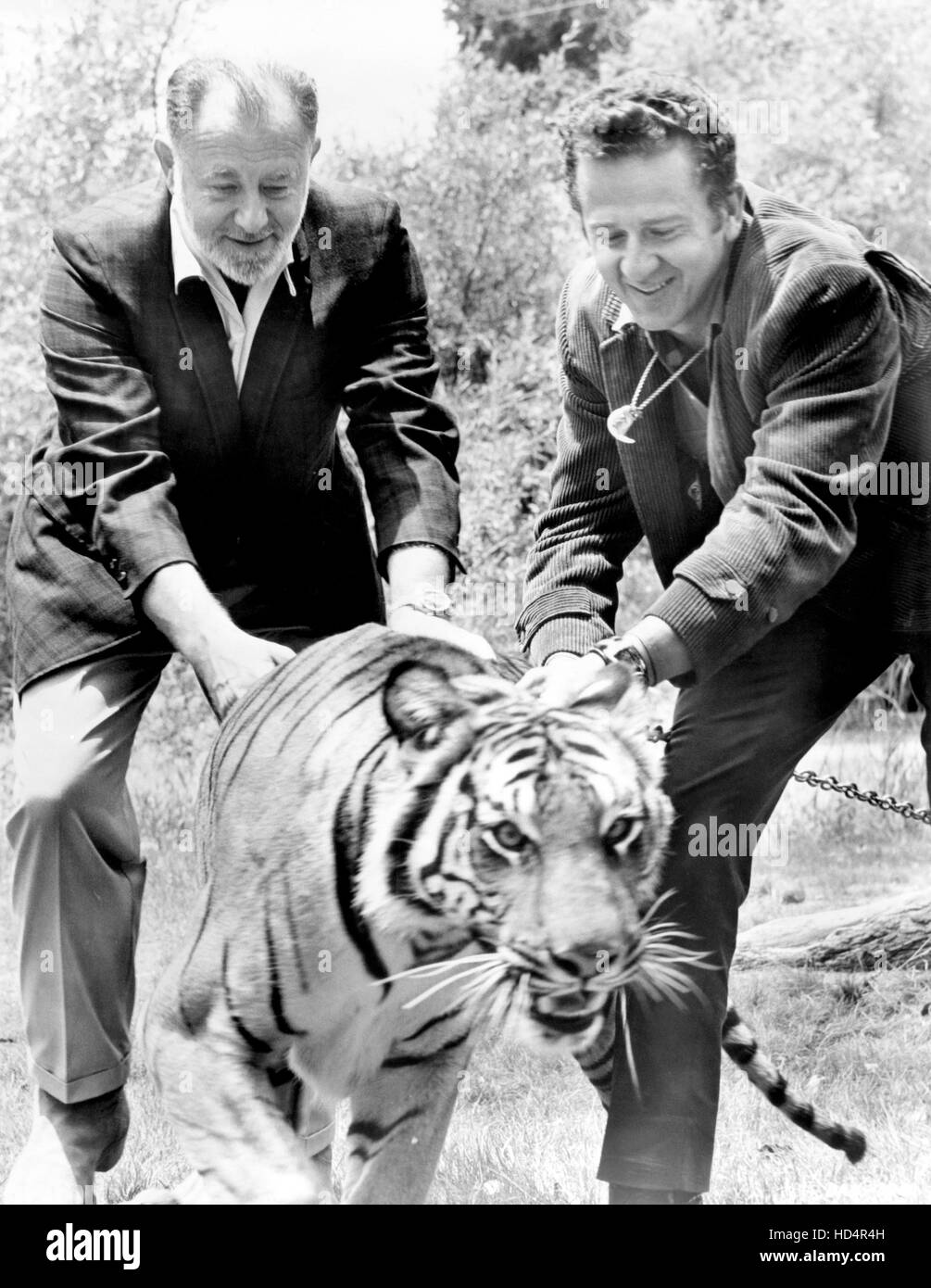 DAKTARI, Ivan Tors (executive producer), Ralph Helfer (animal trainer), 1966-69 Stock Photo - Alamy