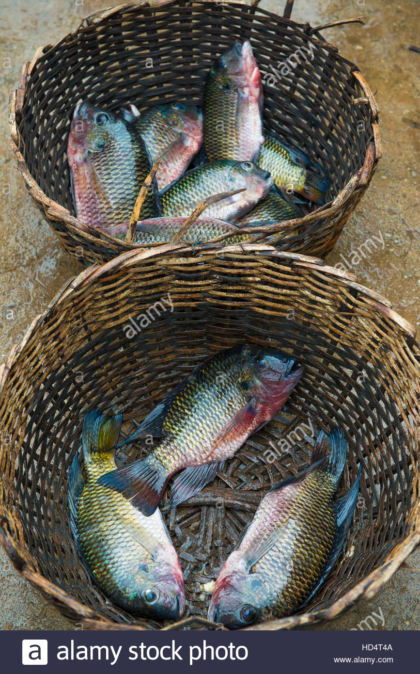 Nigeria Fishing Stock Photos & Nigeria Fishing Stock Images - Alamy