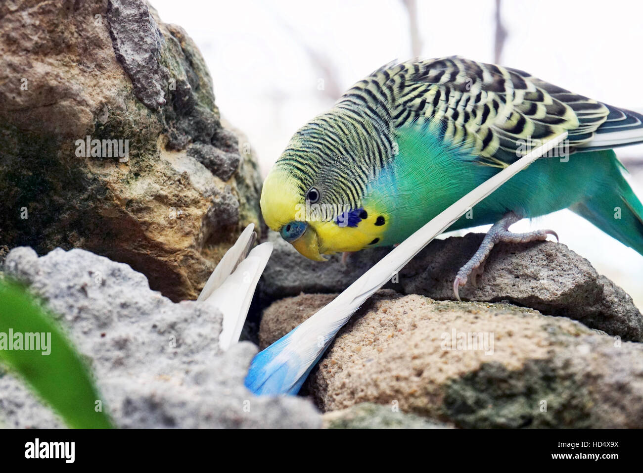 Parakeets bird looking at others birds in hidden rocks Stock Photo - Alamy