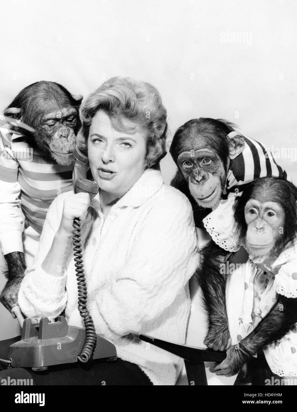THE HATHAWAYS, Peggy Cass with chimpanzees, 1961-62 Stock Photo - Alamy