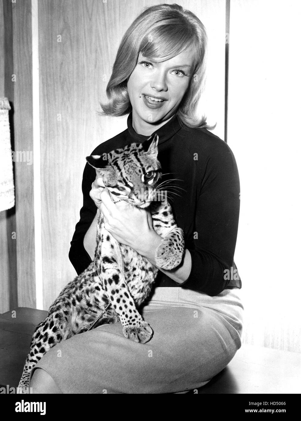HONEY WEST, Anne Francis, Bruce the Ocelot, 1965-1966 Stock Photo - Alamy