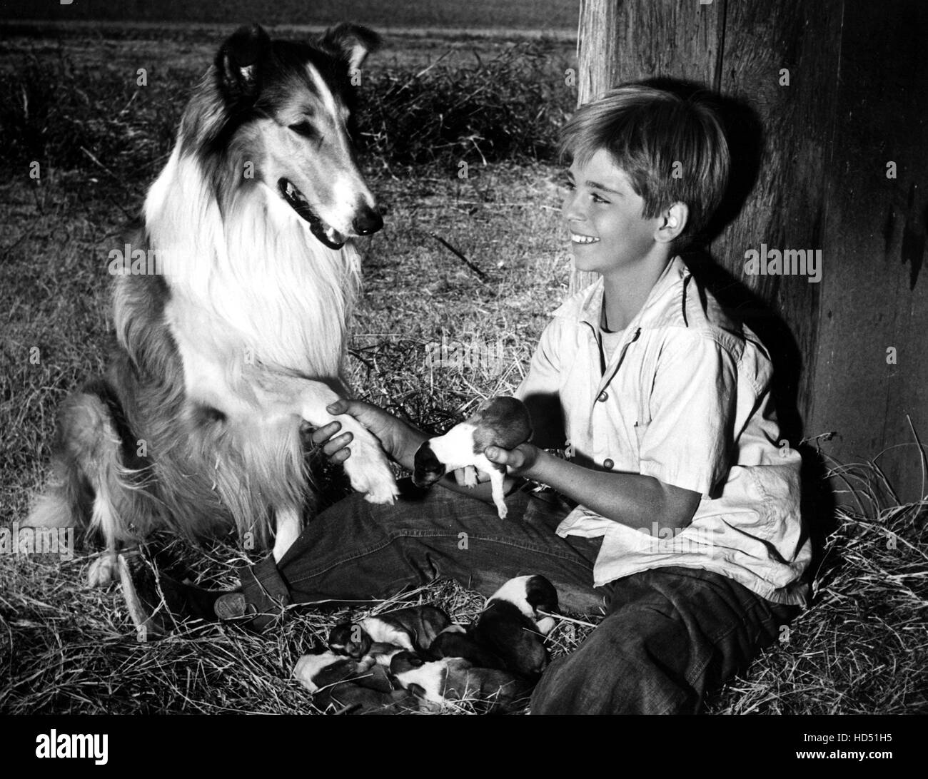 LASSIE, 1954-74, Lassie, Tommy Rettig, 1954-57 Stock Photo - Alamy