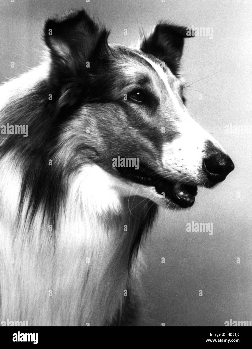 LASSIE, Lassie, 1954-1974 [Season 15, 1970] Stock Photo - Alamy