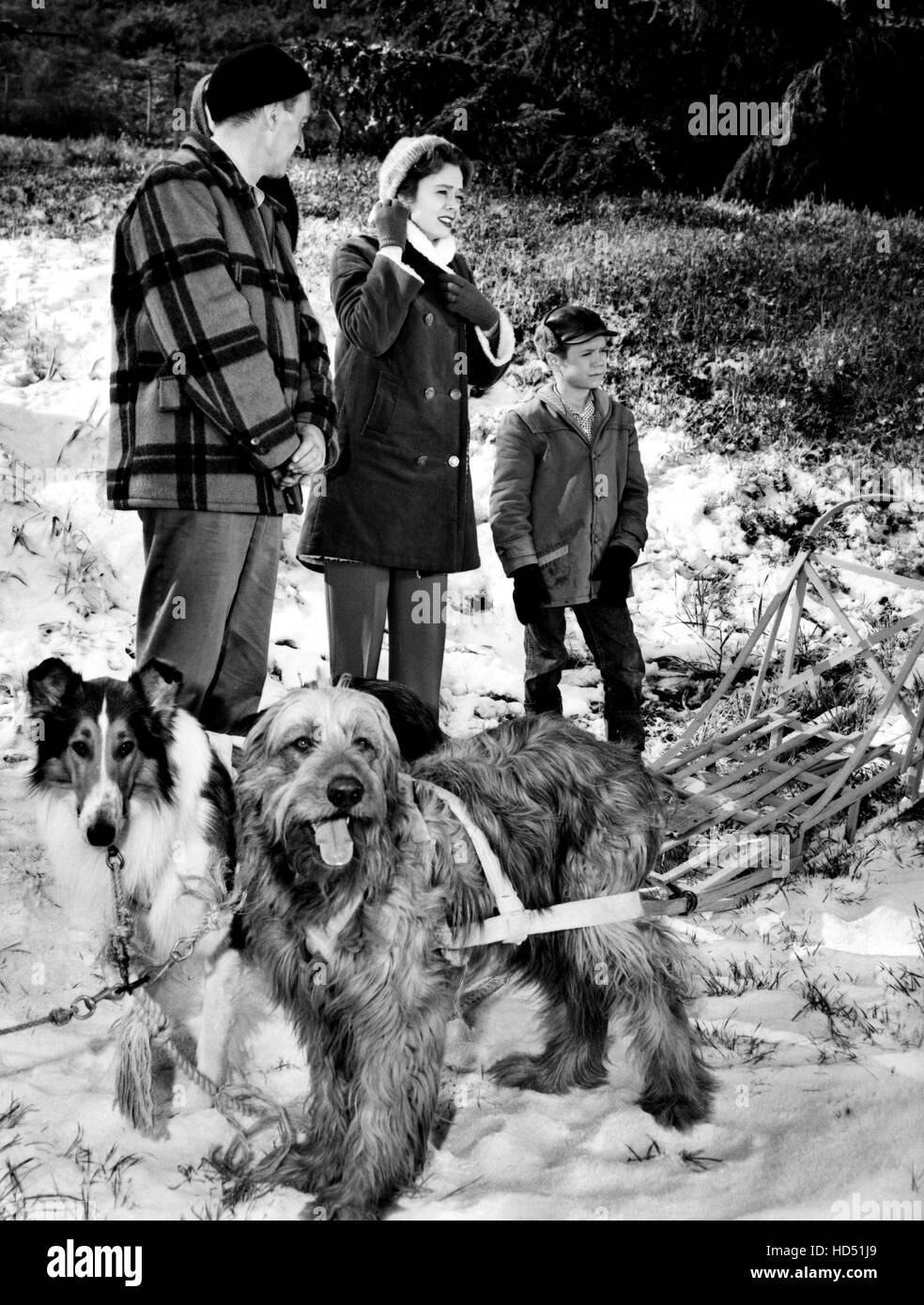LASSIE, Hugh Reilly, June Lockhart, Jon Provost, 1954-74 Stock Photo ...