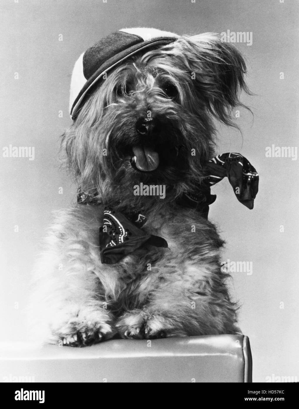 HERE'S BOOMER, Johnny the Dog, 1980-82, ©NBC/Courtesy: Everett ...
