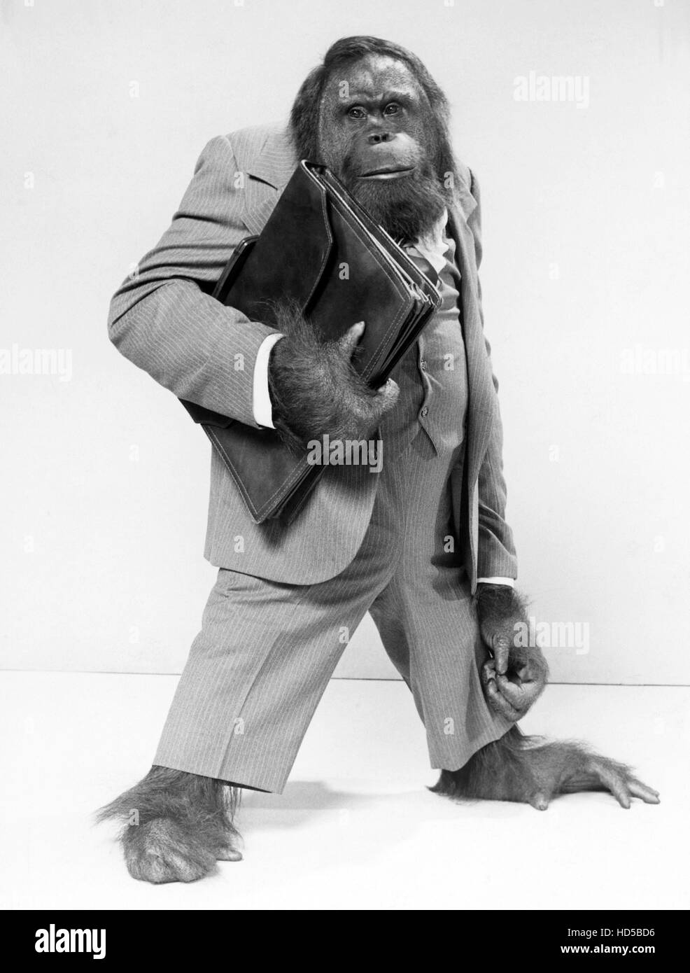 MR. SMITH, 1983, © Paramount Television / Courtesy: Everett Collection ...