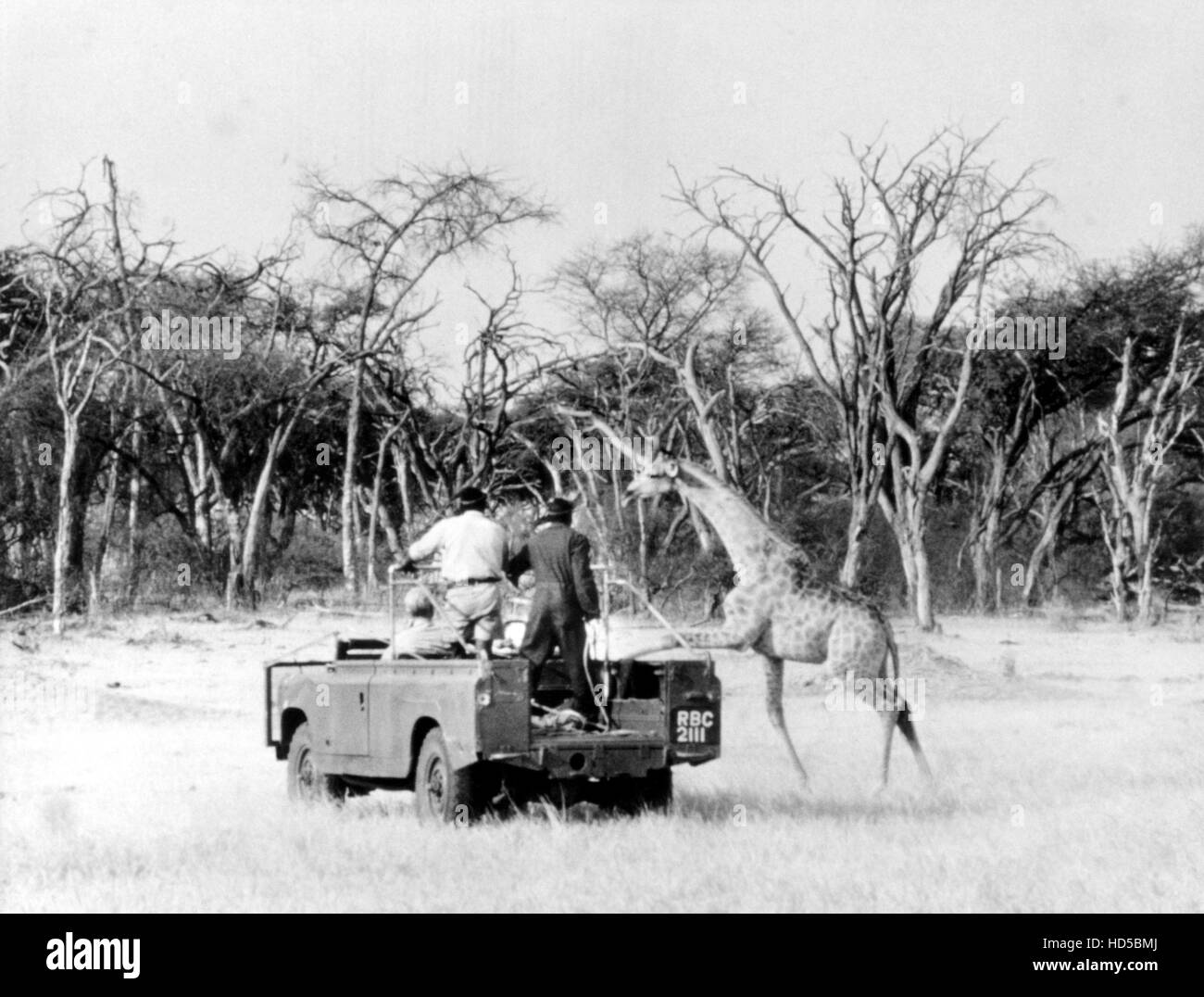 MUTUAL OF OMAHA'S WILD KINGDOM, Marlin Perkins (in front seat), 'To ...