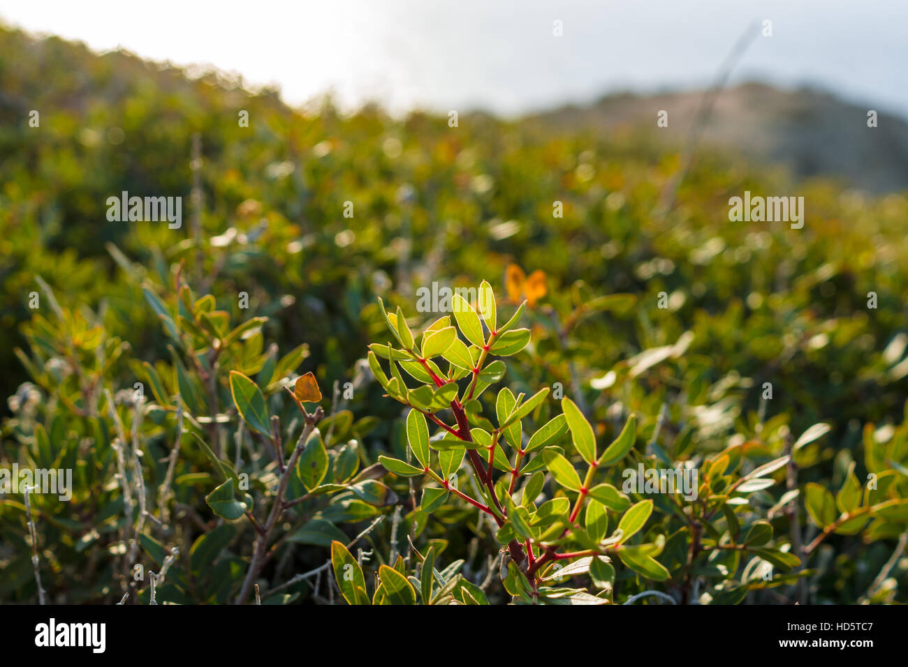 Plants and flowers of the island of Crete Stock Photo - Alamy