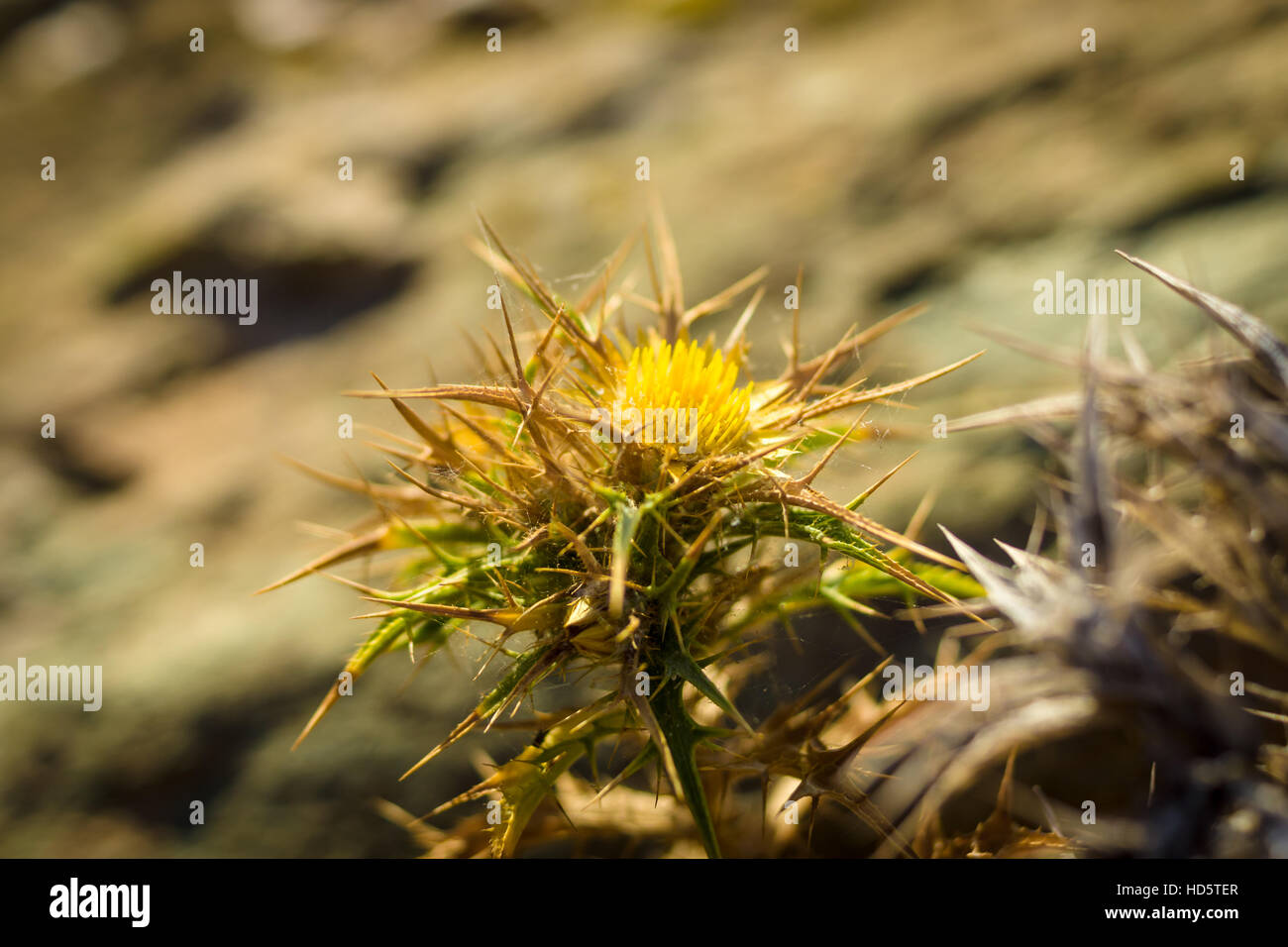 Plants and flowers of the island of Crete Stock Photo - Alamy