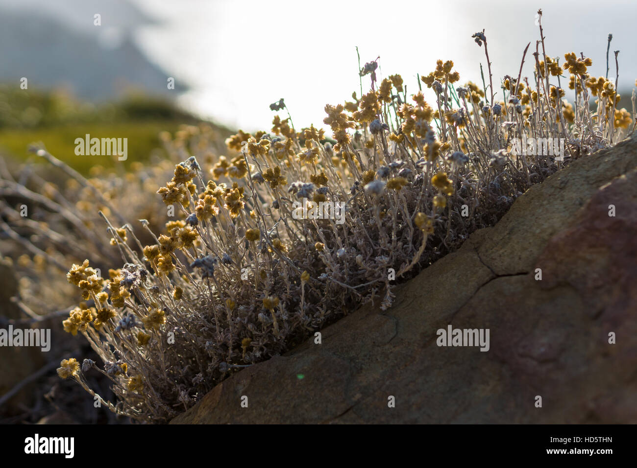 Plants and flowers of the island of Crete Stock Photo - Alamy