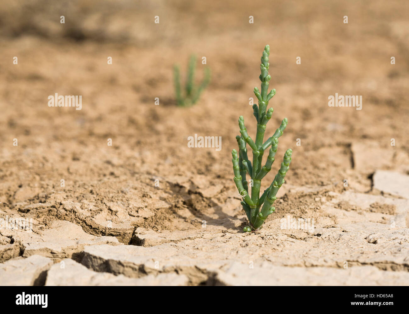 Samphire (Salicornia senegalensis), dry floodplain, Djoudj National ...