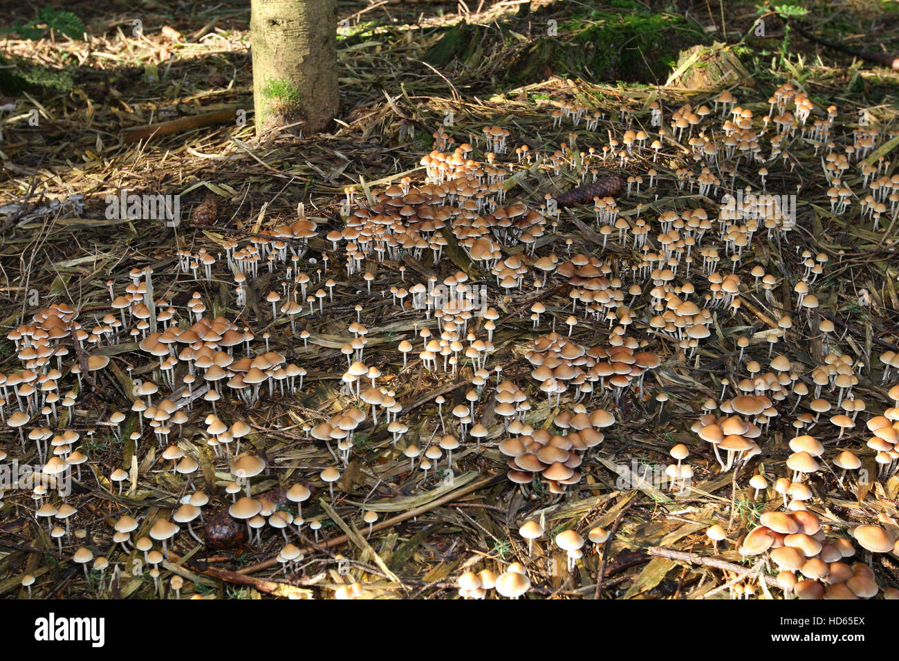 Fairies bonnets (Coprinus disseminatus) in forest, Norway spruce (Picea ...