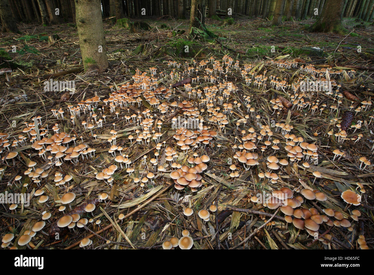 Fairies bonnets (Coprinus disseminatus) in forest, Norway spruce (Picea ...