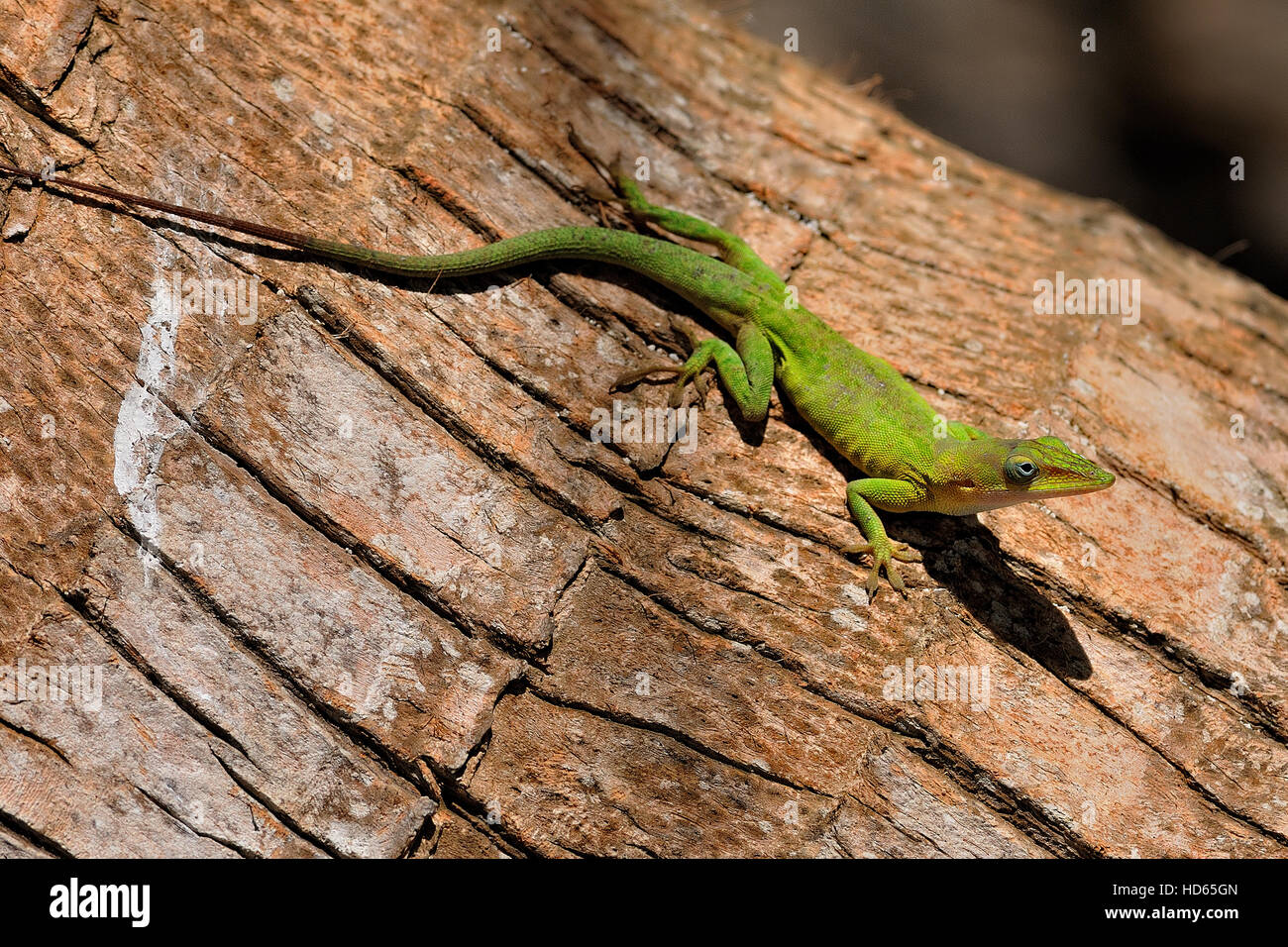 Green anole anolis carolinensis hi-res stock photography and images - Alamy