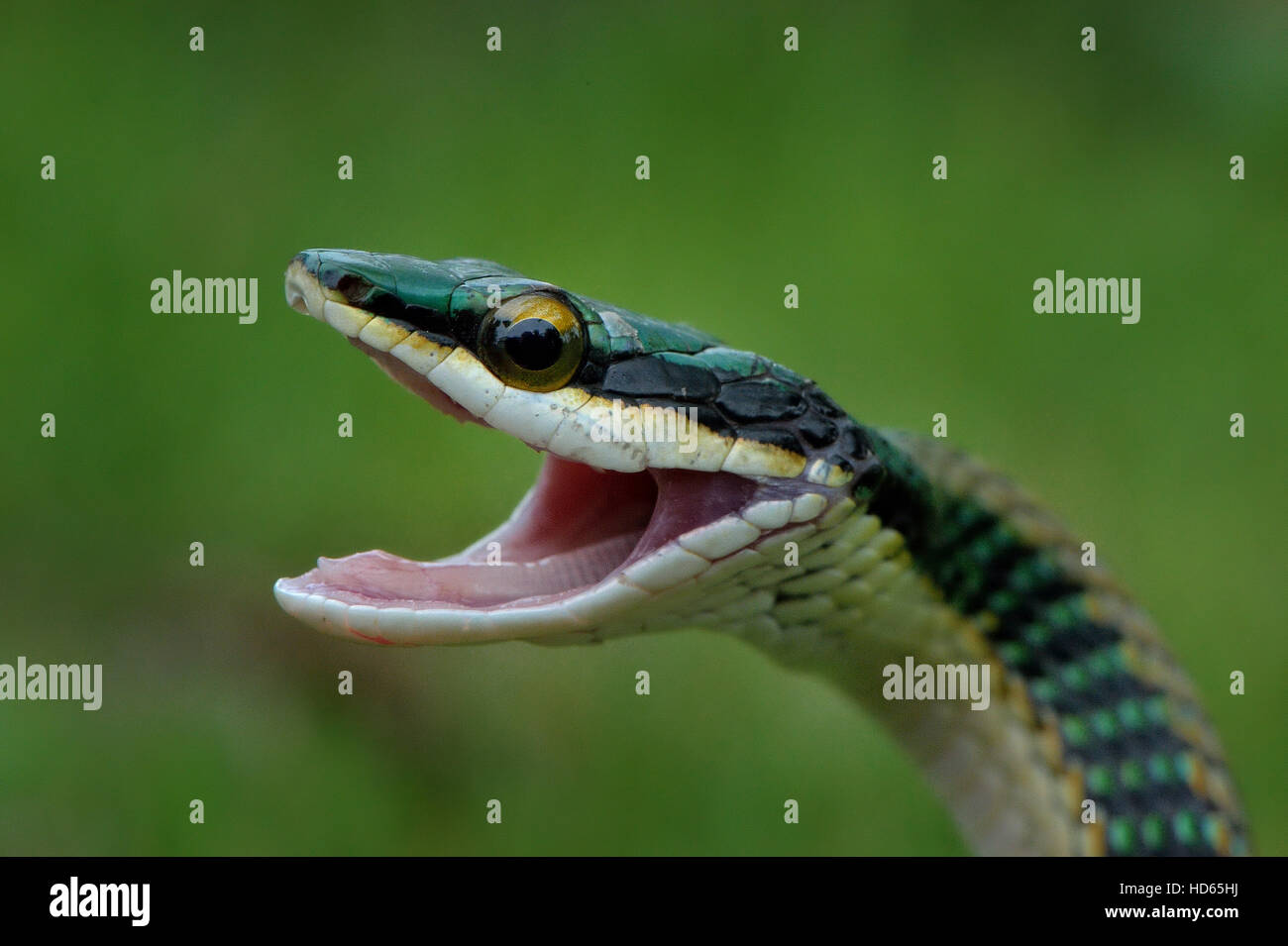 Mexican parrot snake leptophis mexicanus hi-res stock photography and ...