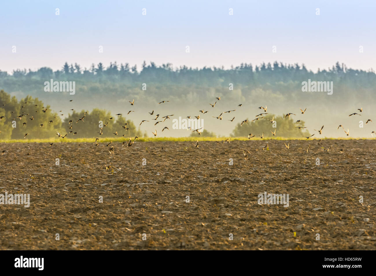 Birds flying in the rays of dawn Stock Photo - Alamy