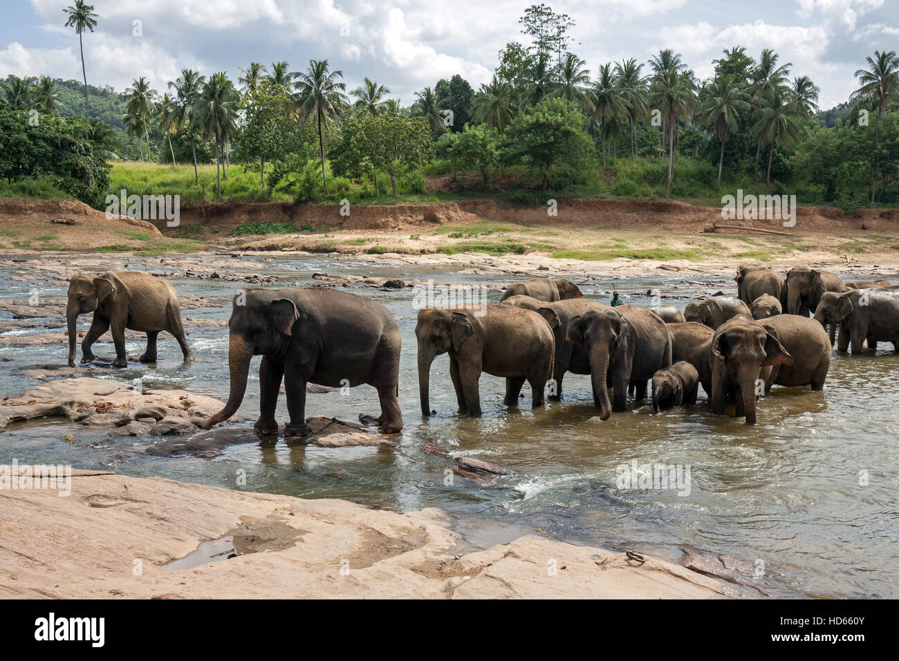 Asian or Asiatic elephants (Elephas maximus), herd bathing in Maha Oya ...