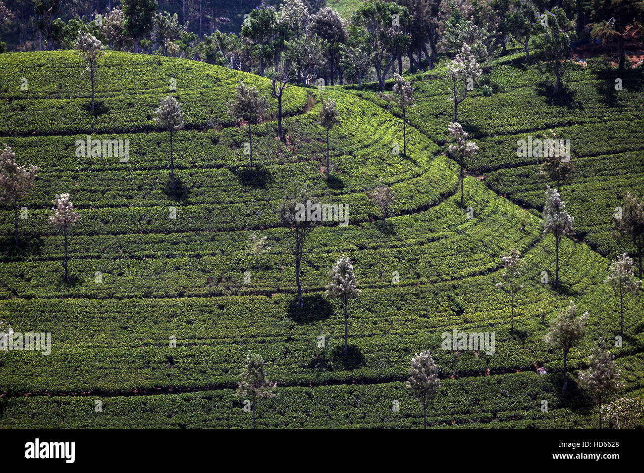 Tea plants (Camellia sinensis), highlands cultivation, Haputale ...