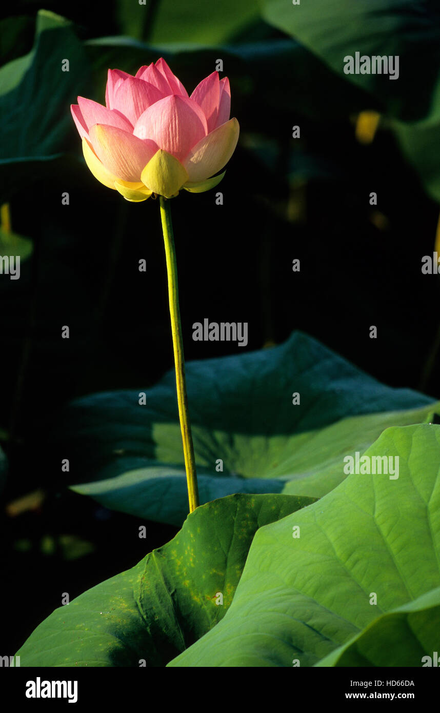 Indian Lotus or Sacred Water-lily (Nelumbo nucifera Stock Photo - Alamy