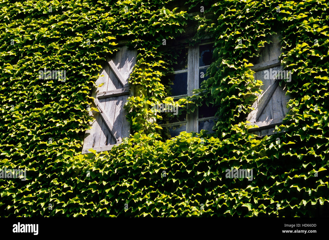 Ivy growing around a window Stock Photo - Alamy