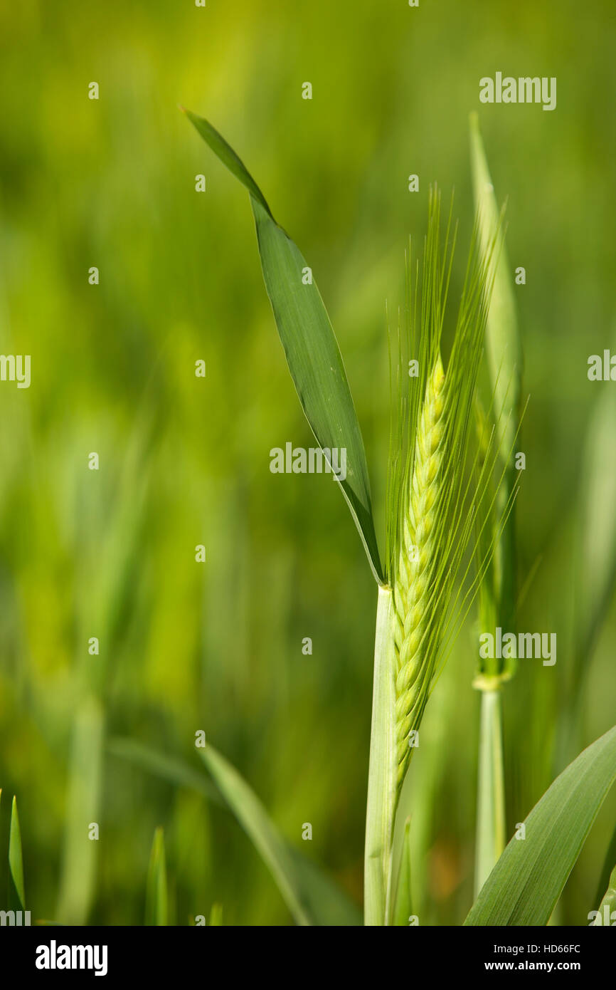 Single wheat plants hi-res stock photography and images - Alamy