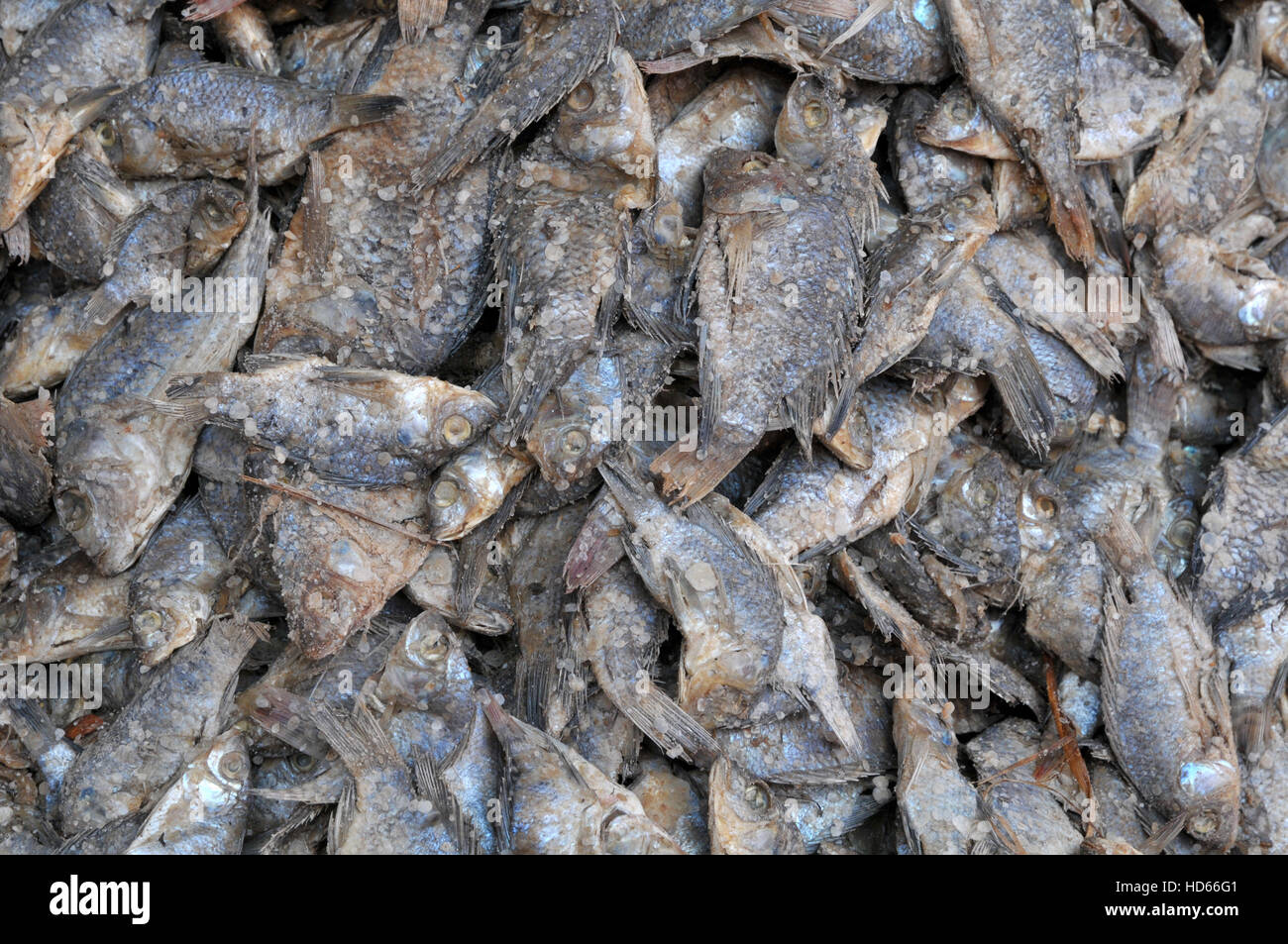 Cured fish stall at market, Antsirabe, Vakinankaratra Region ...