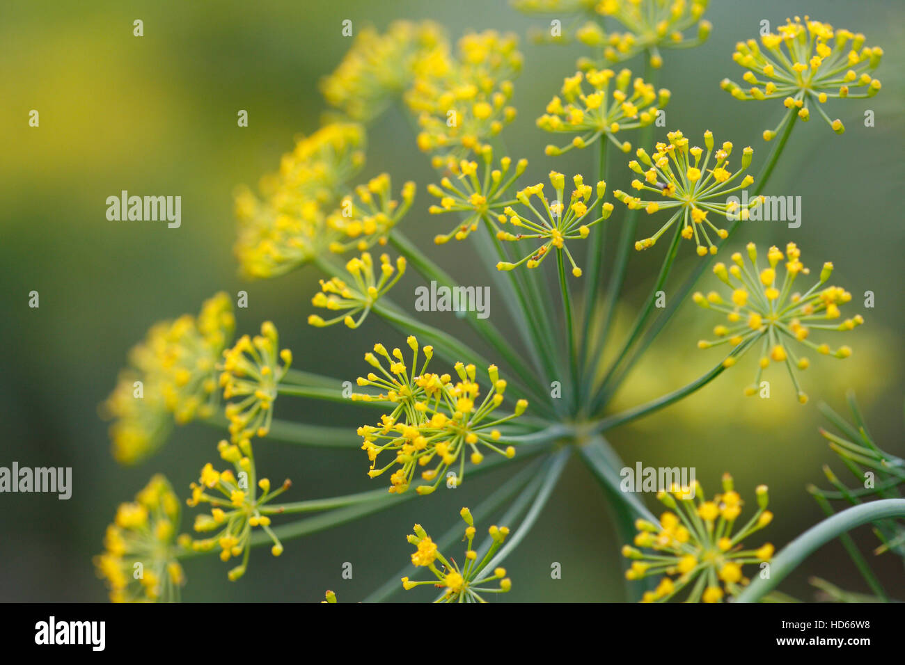 Dill (Anethum graveolens Stock Photo - Alamy