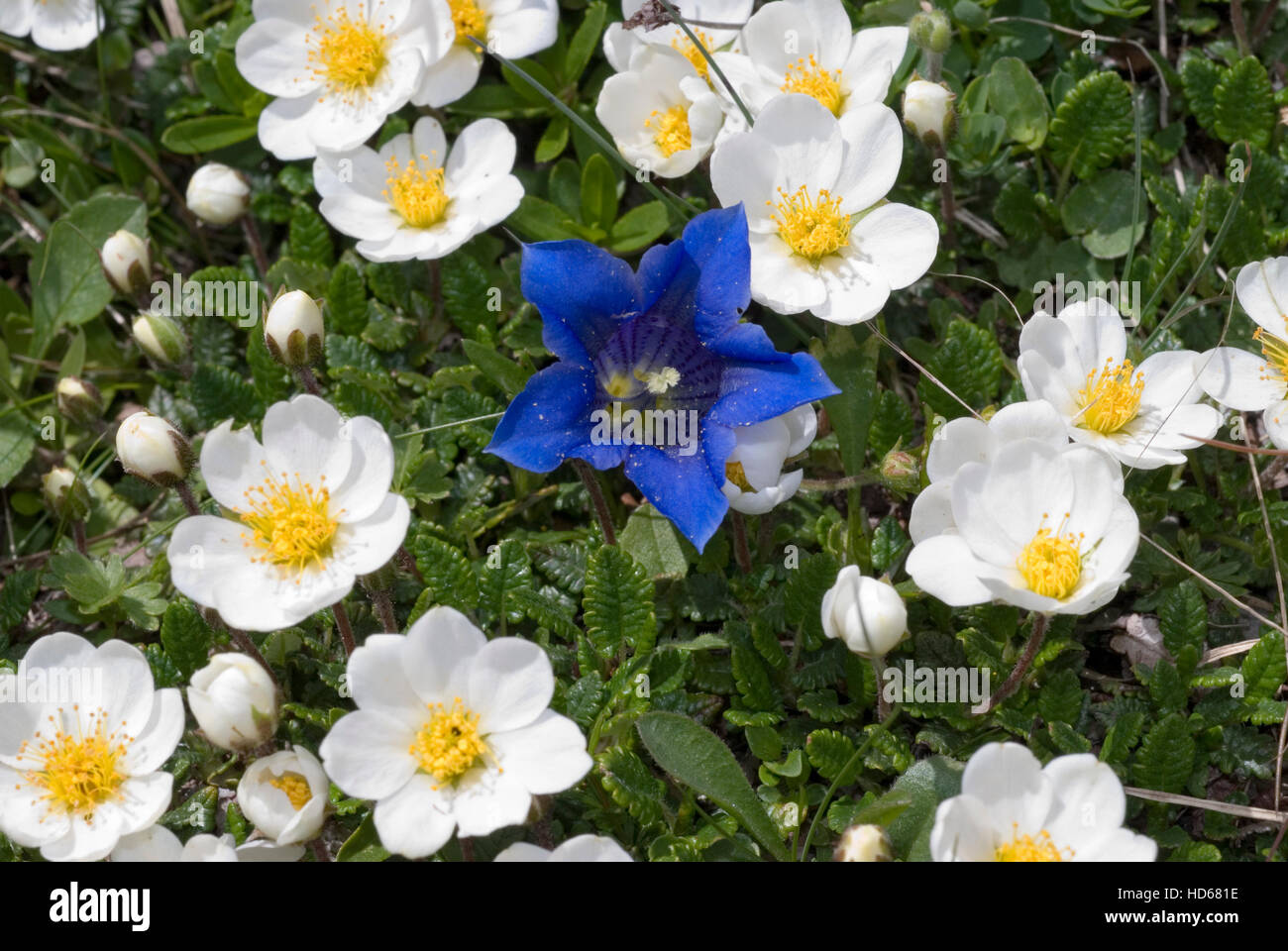 White dryad hi-res stock photography and images - Alamy