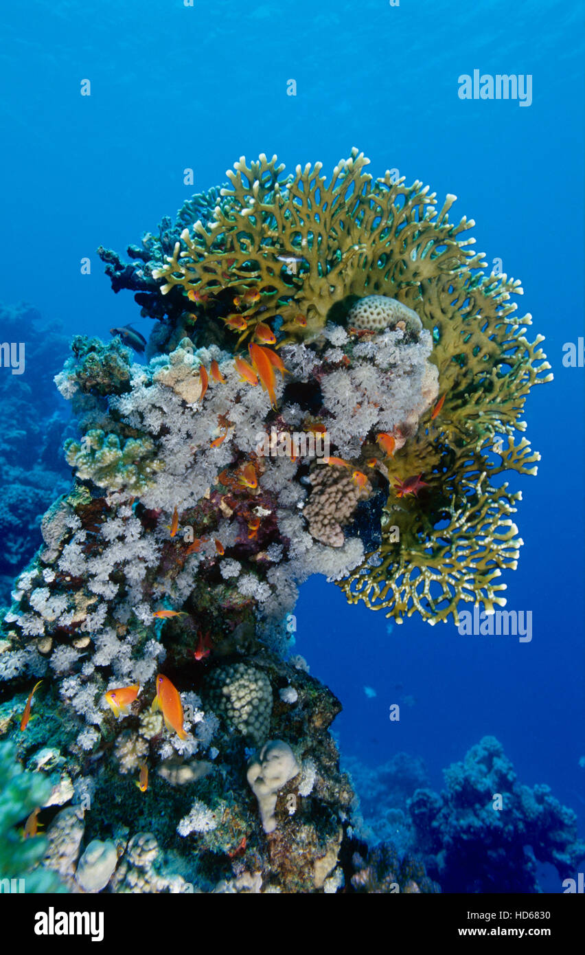 Coral in the Red Sea of Egypt, Africa Stock Photo - Alamy