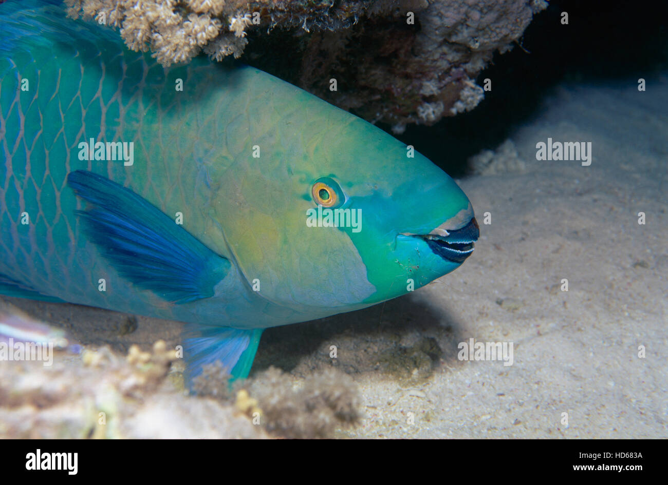 Parrotfish (Scaridae), Red Sea, Egypt, Africa Stock Photo - Alamy