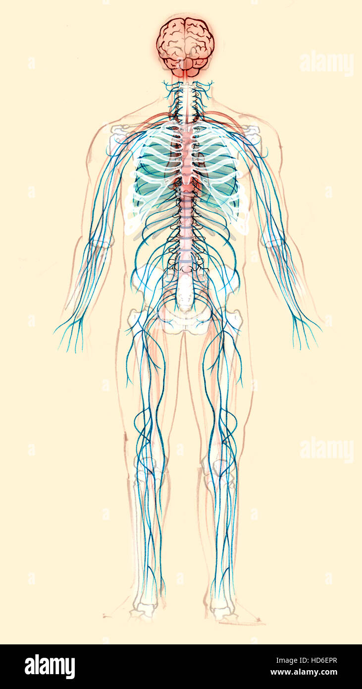 Lymphatic system anatomy hi-res stock photography and images - Alamy