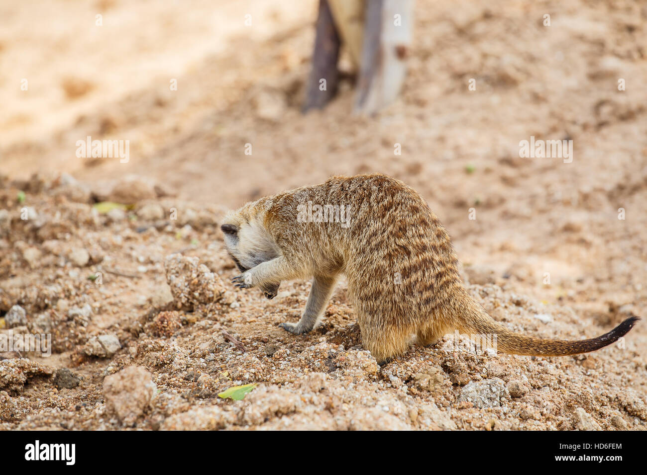 Meer cat cute hi-res stock photography and images - Alamy