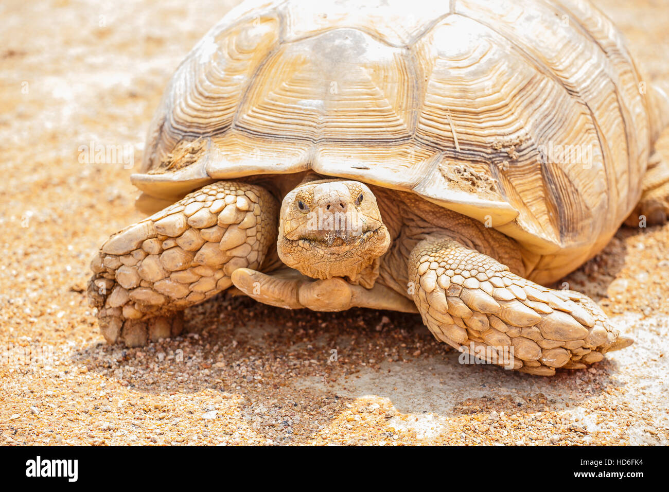 turtle close up Stock Photo - Alamy