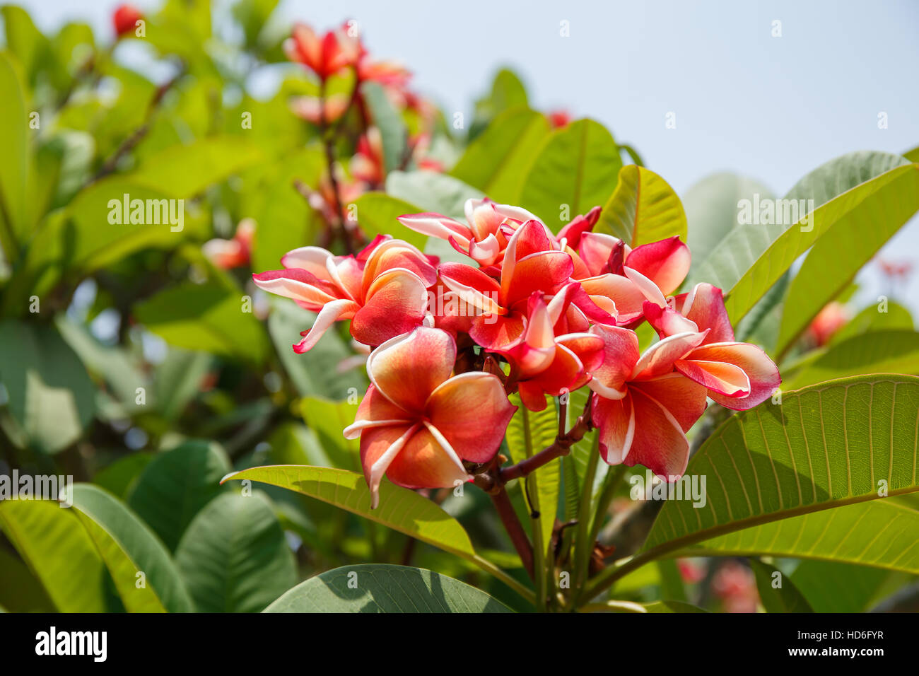 Plumeria red hi-res stock photography and images - Alamy