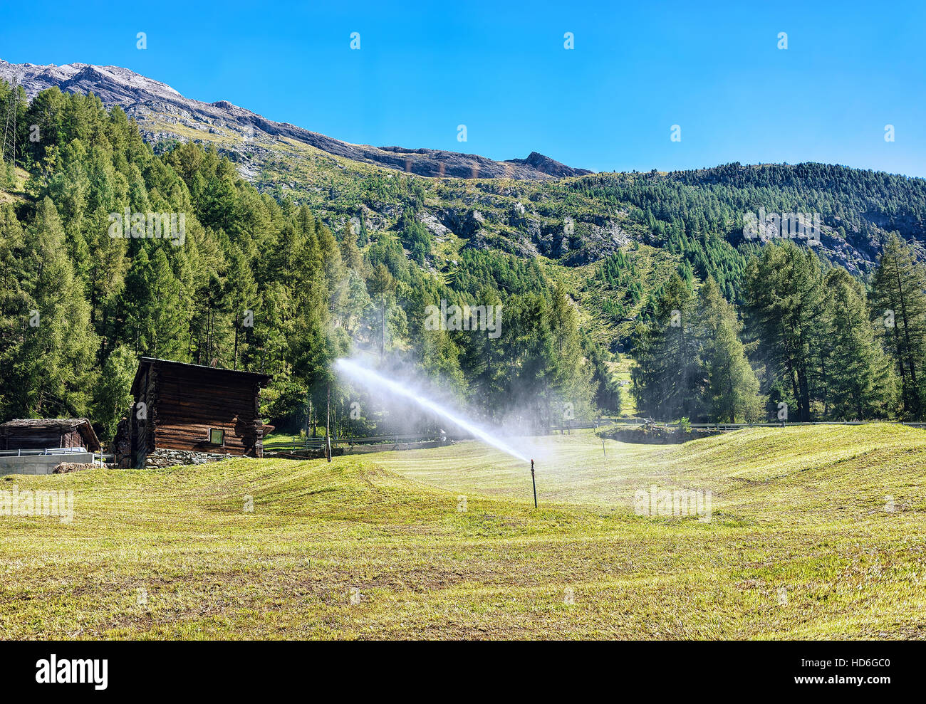 Green field watering in Zermatt, Switzerland in summer Stock Photo - Alamy