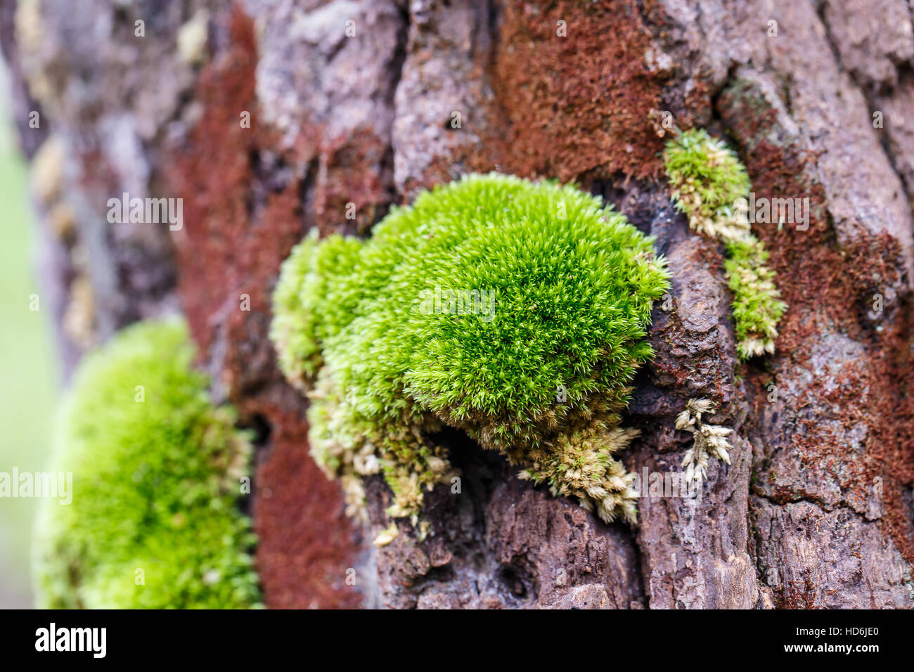 green mos on the tree Stock Photo - Alamy
