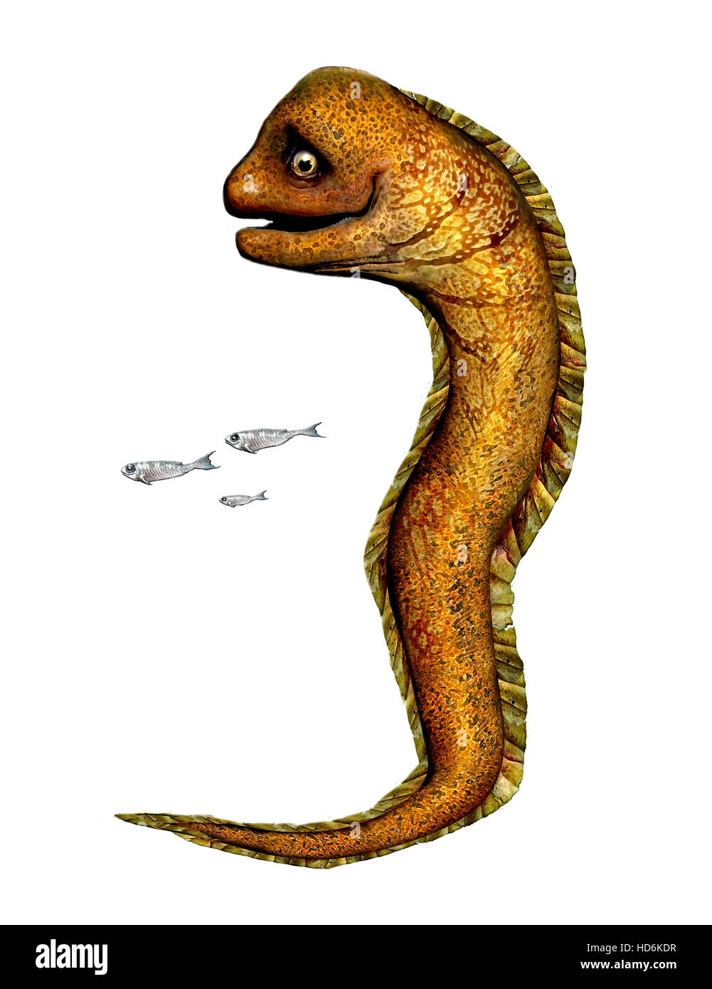 Tadpole and fish against white background Stock Photo - Alamy