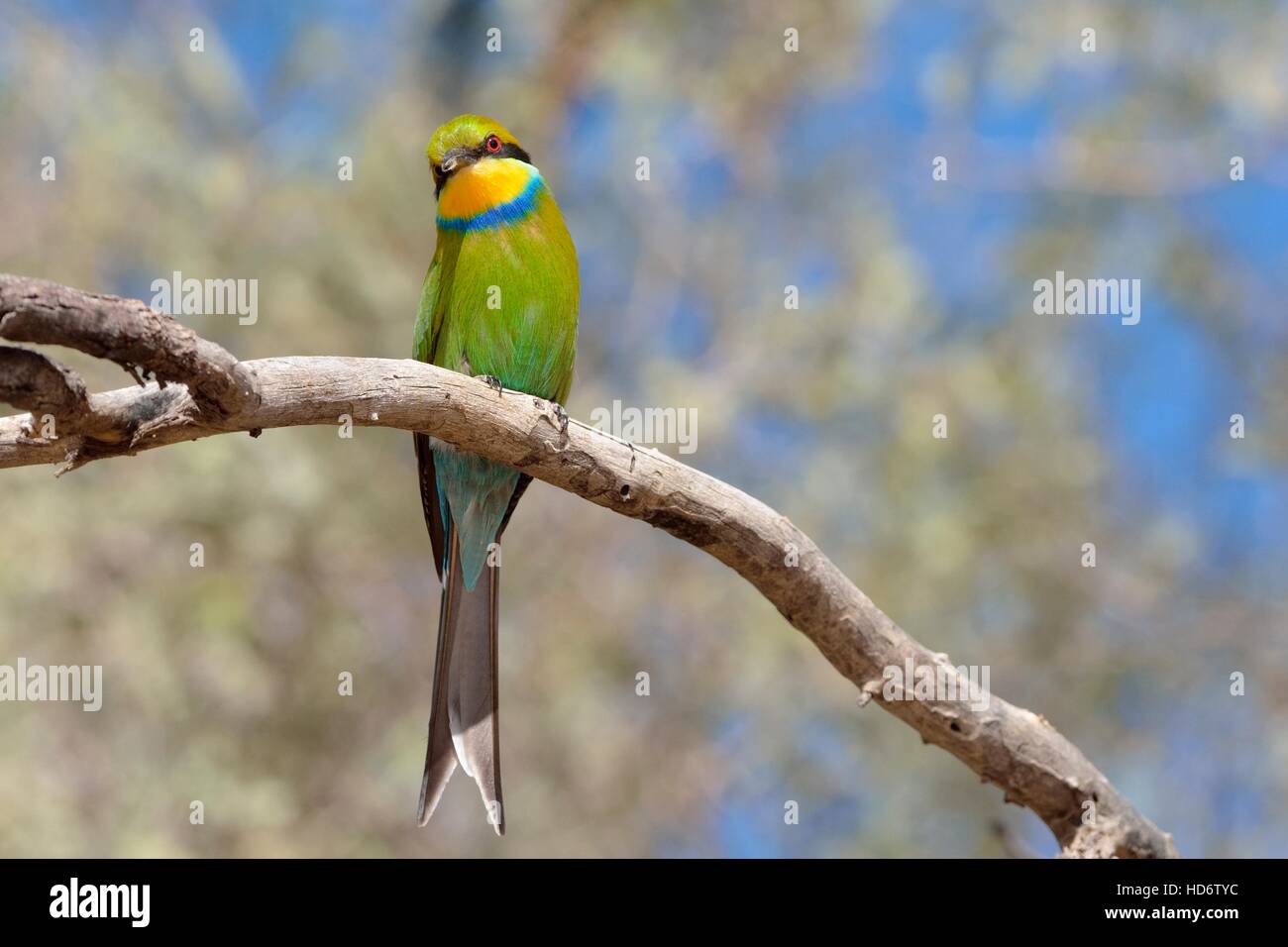 Swallow Tailed Bee Eater High Resolution Stock Photography and Images ...