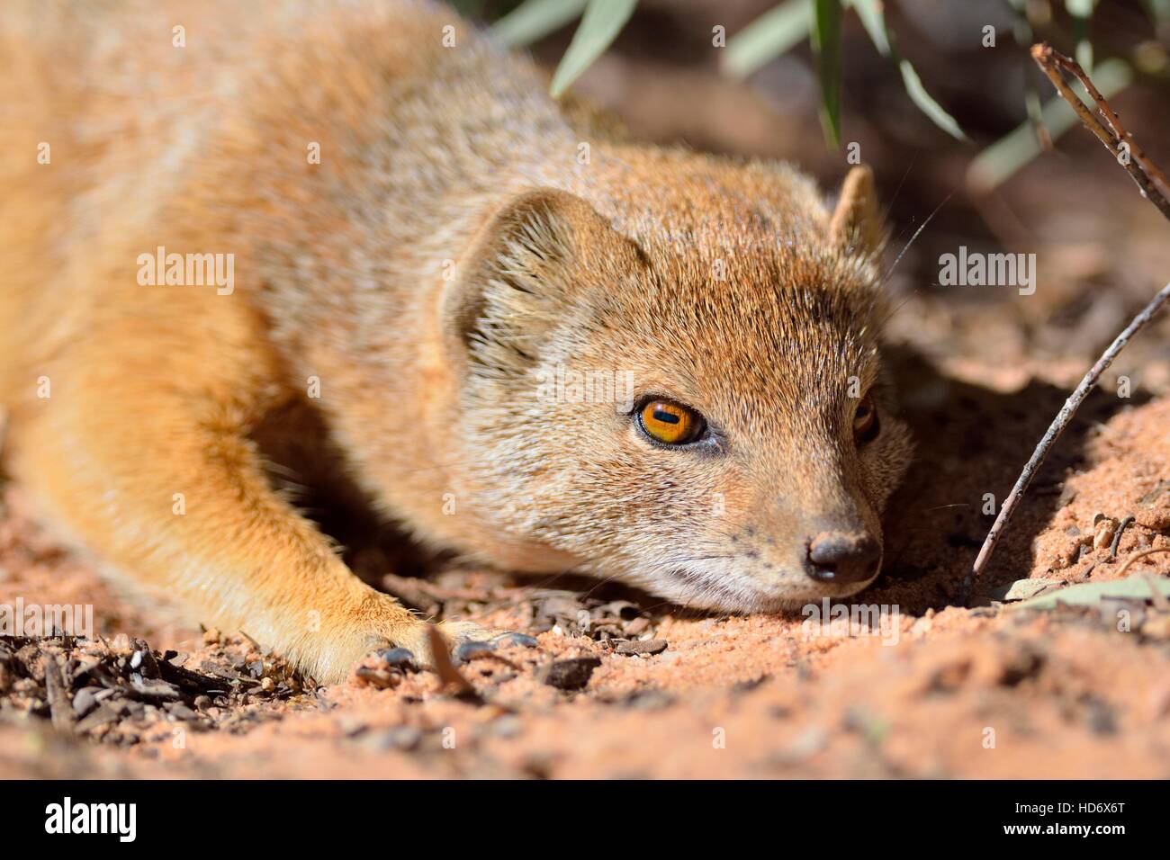 Lying in the sun hi-res stock photography and images - Alamy