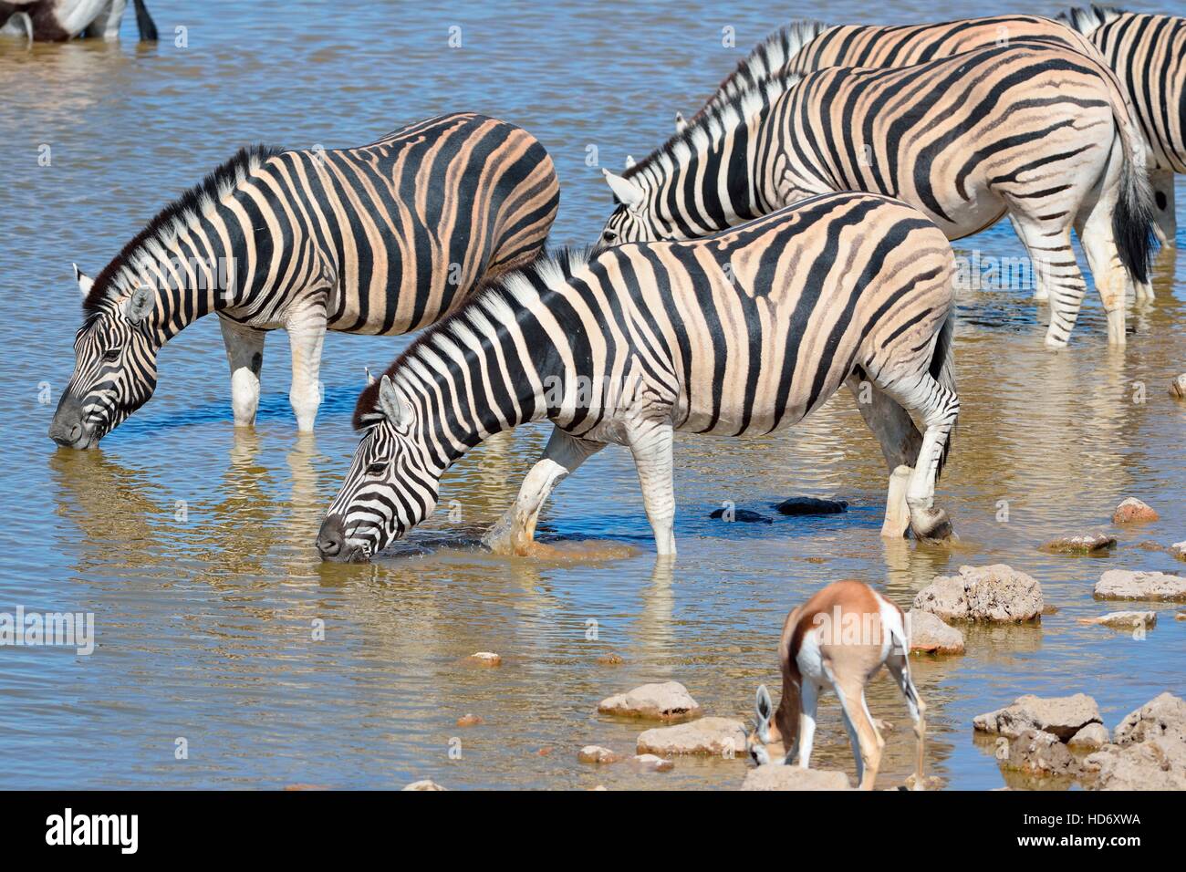 Springbok drinking waterhole hi-res stock photography and images - Alamy