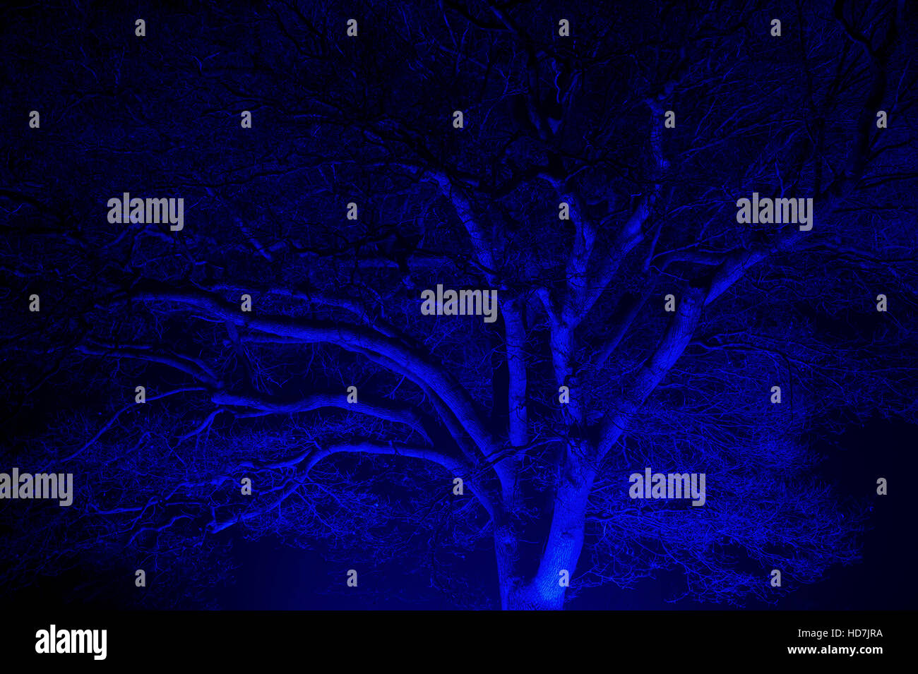 Oak tree lit by blue light at RHS Wisley gardens, Surrey, England ...