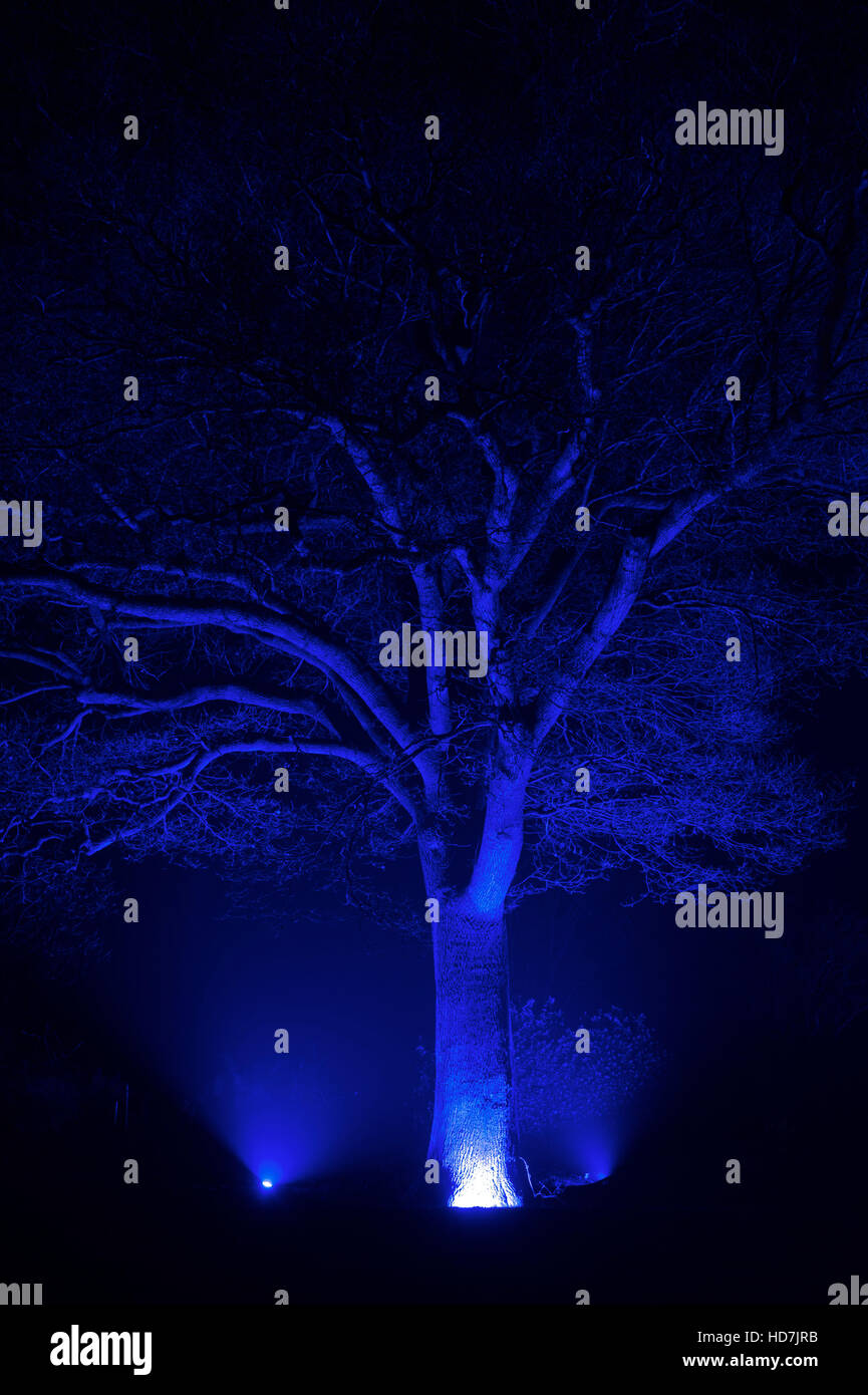 Oak tree lit by blue light at RHS Wisley gardens, Surrey, England ...