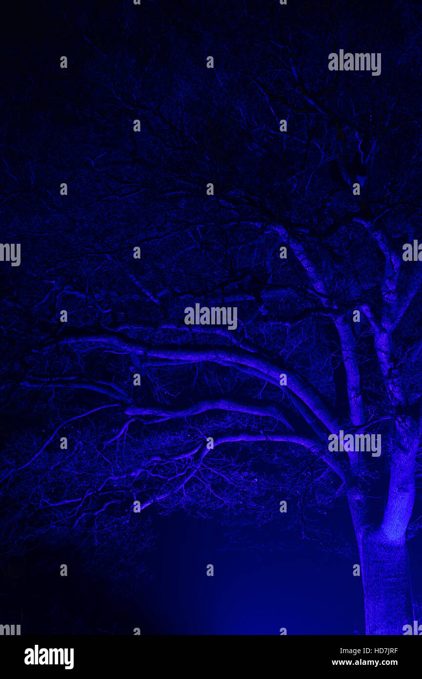 Oak tree lit by blue light at RHS Wisley gardens, Surrey, England ...